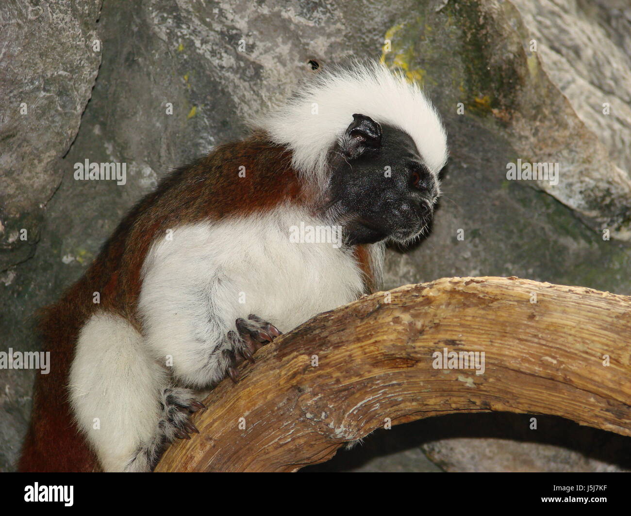 animal monkey nature callithrix jacchus weibschelffchen callithrix ...