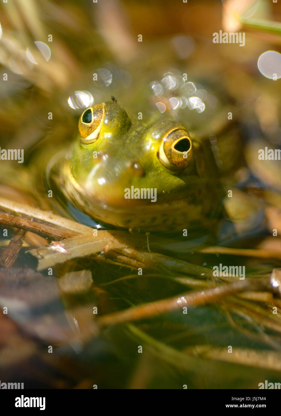 prince or princess Stock Photo - Alamy