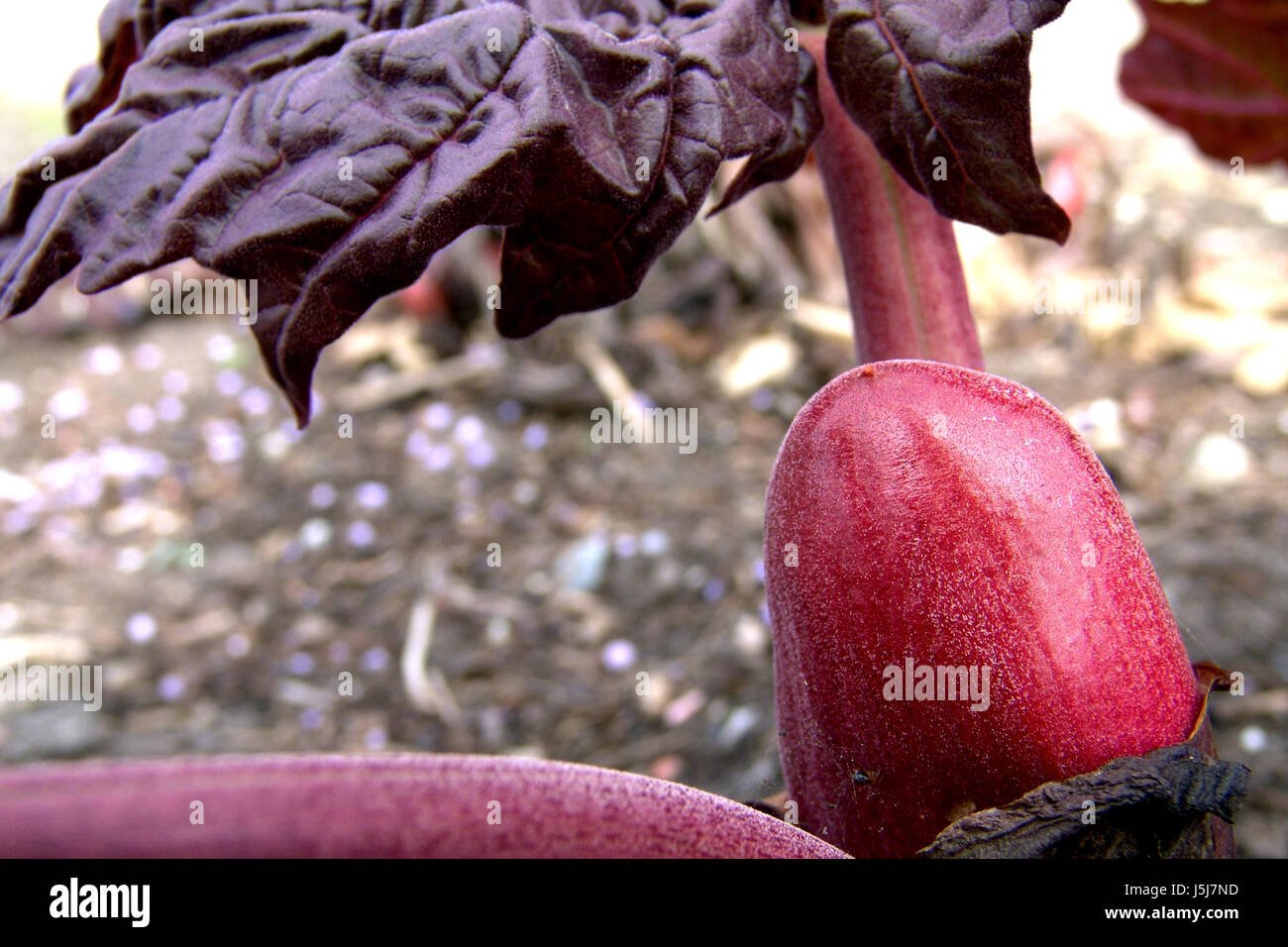 Rheum palmatum leaf and bud hi-res stock photography and images - Alamy