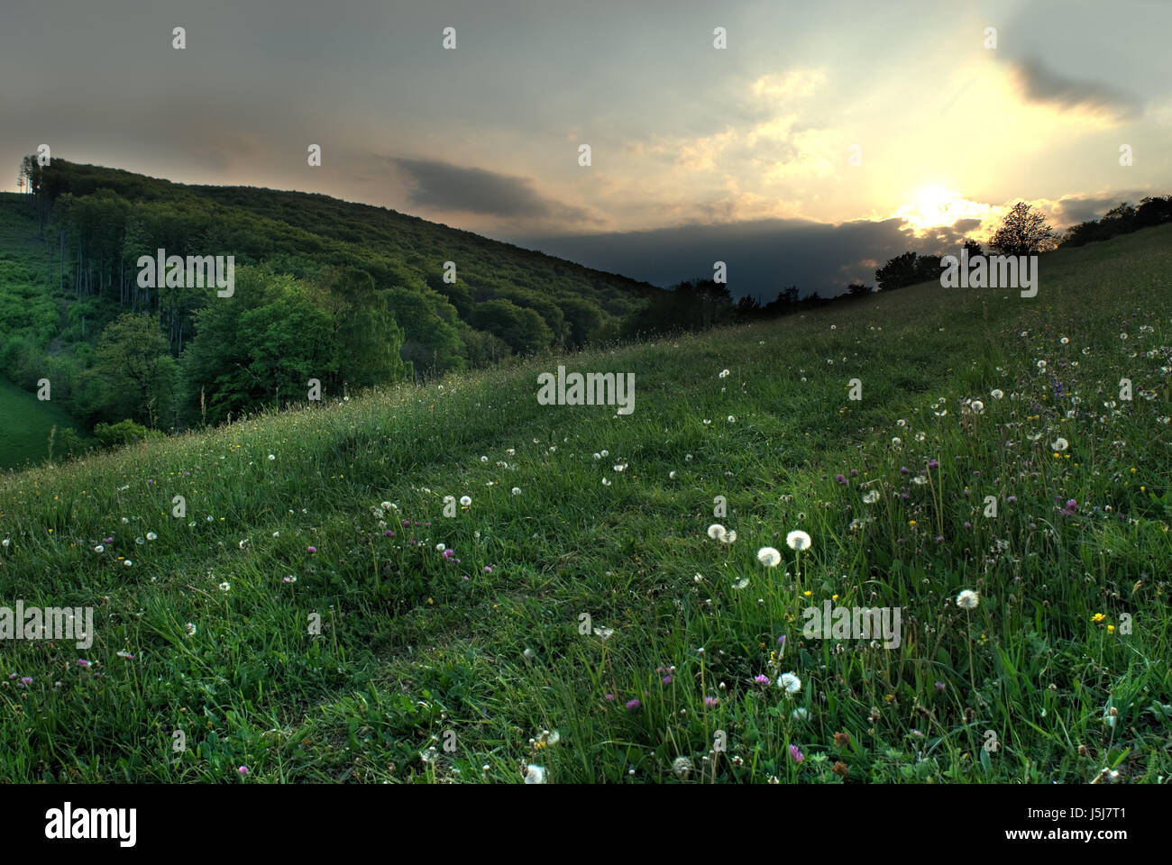tree trees plant flower flowers evening downfall viennese meadow ...