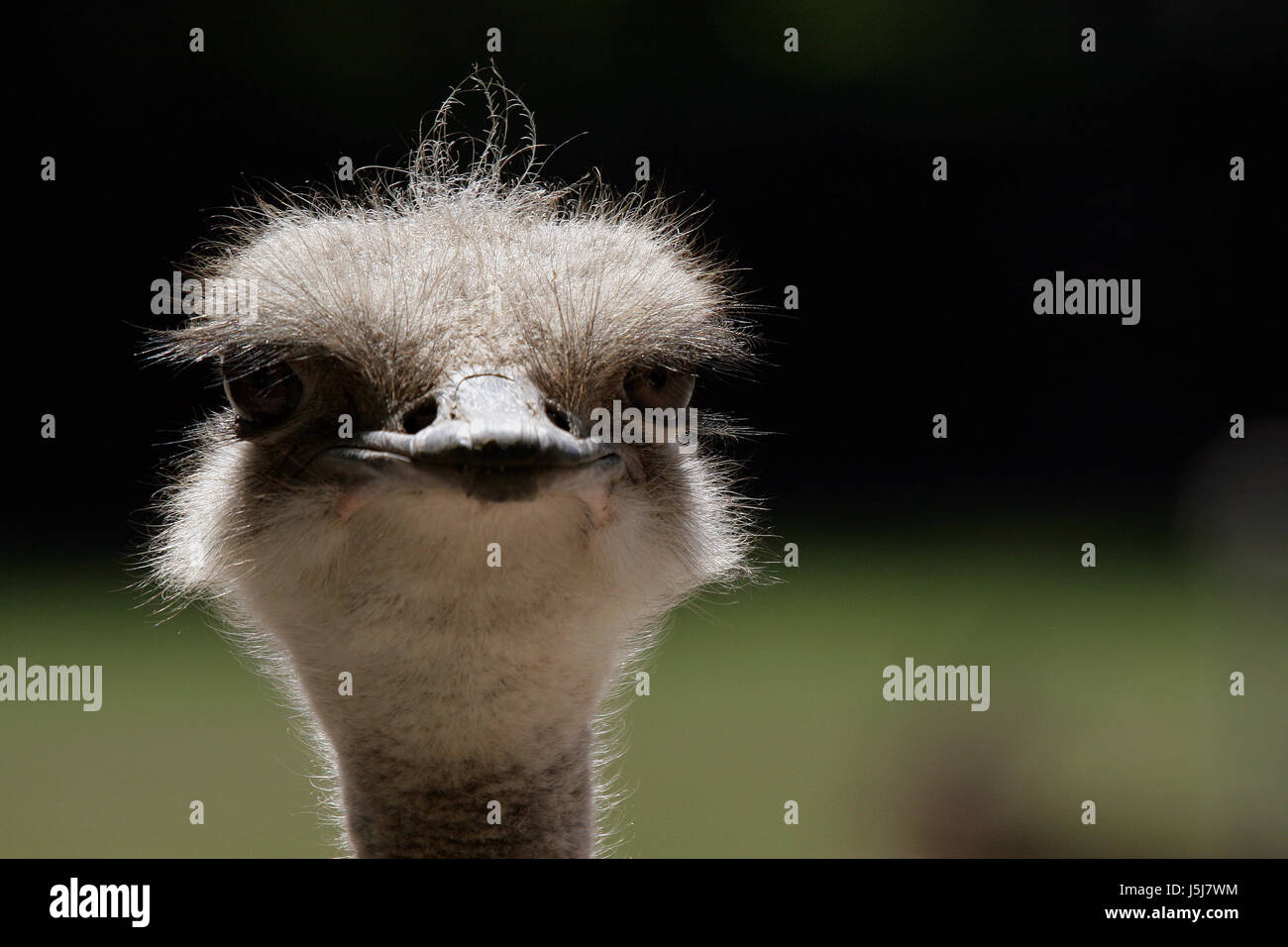 bird portrait birds eyes hairs look glancing see view looking peeking ...
