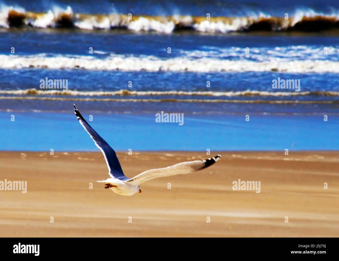 flight bird beach seaside the beach seashore birds waves wing float ...
