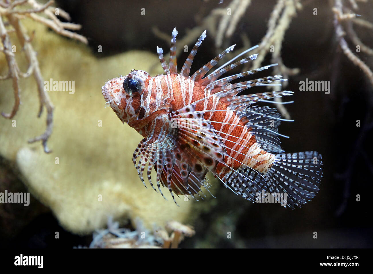blue stone fish sunbeams underwater bubbles blow float dive weightless ...