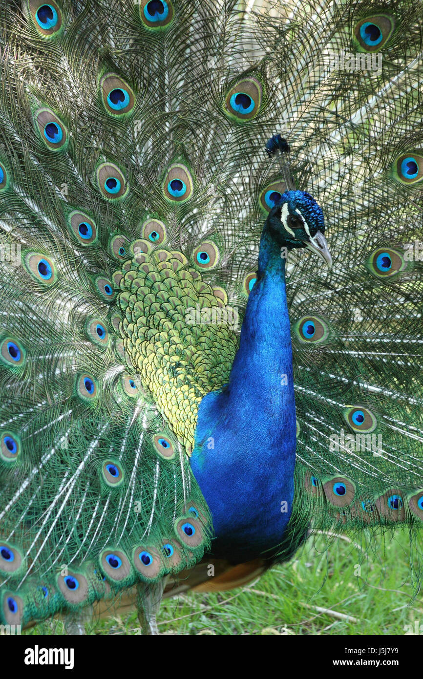 Flirting peacock hi-res stock photography and images - Alamy