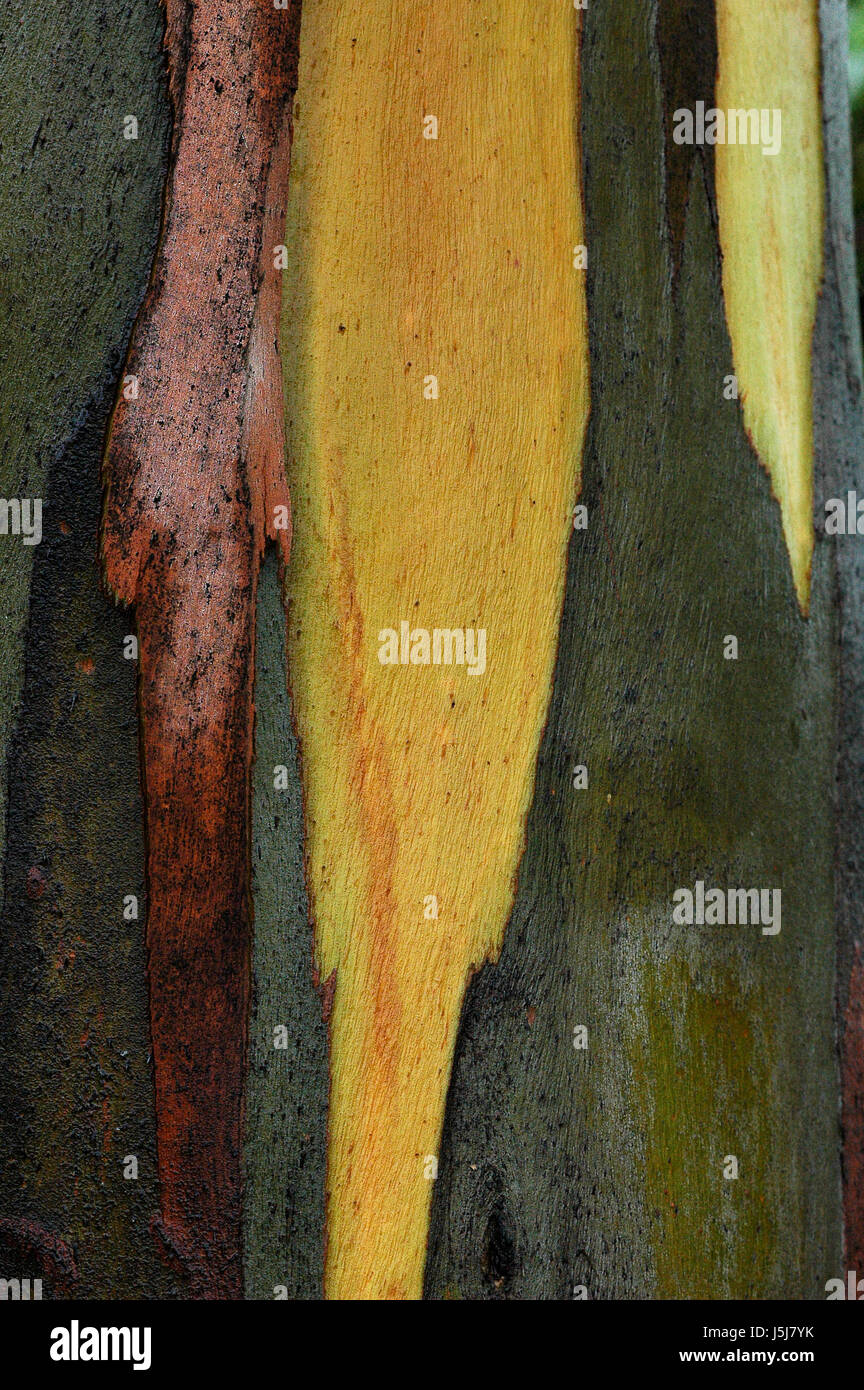 tree green brown brownish brunette skin bark abstract structure ...