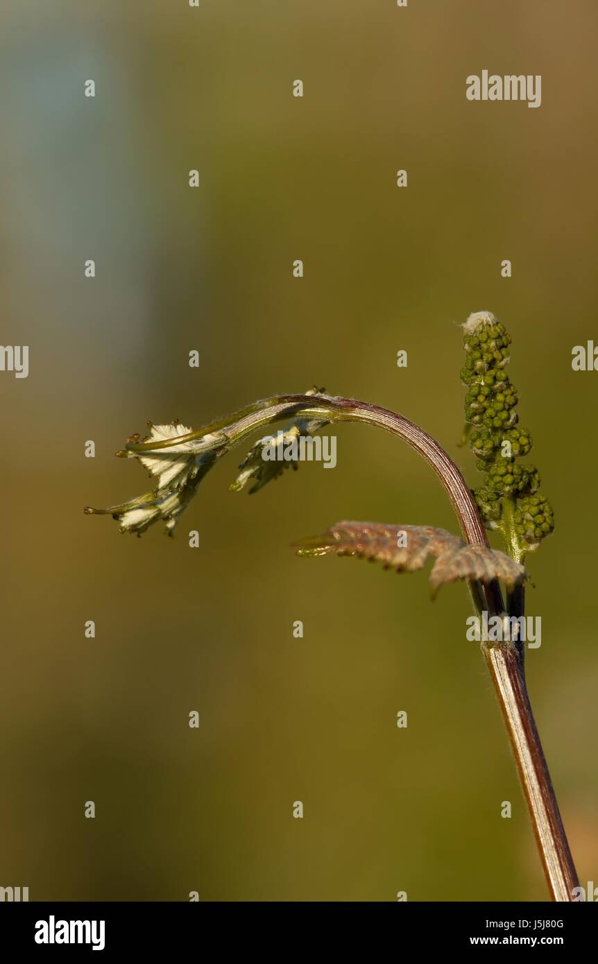optional green detail admission grapes spring evening light vine leaves ...