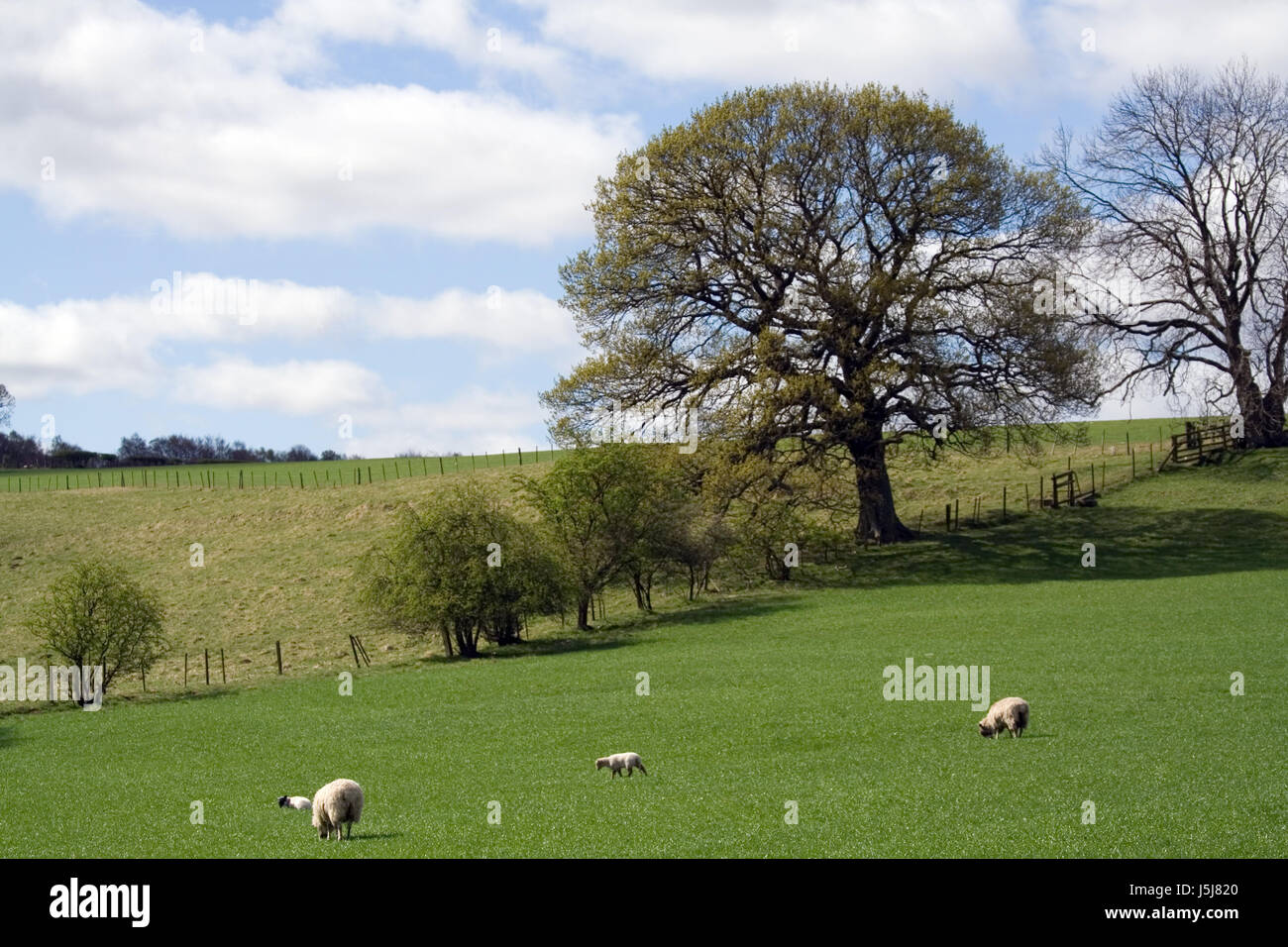 blue bucolic tree trees green blank european caucasian sheep idyllic ...