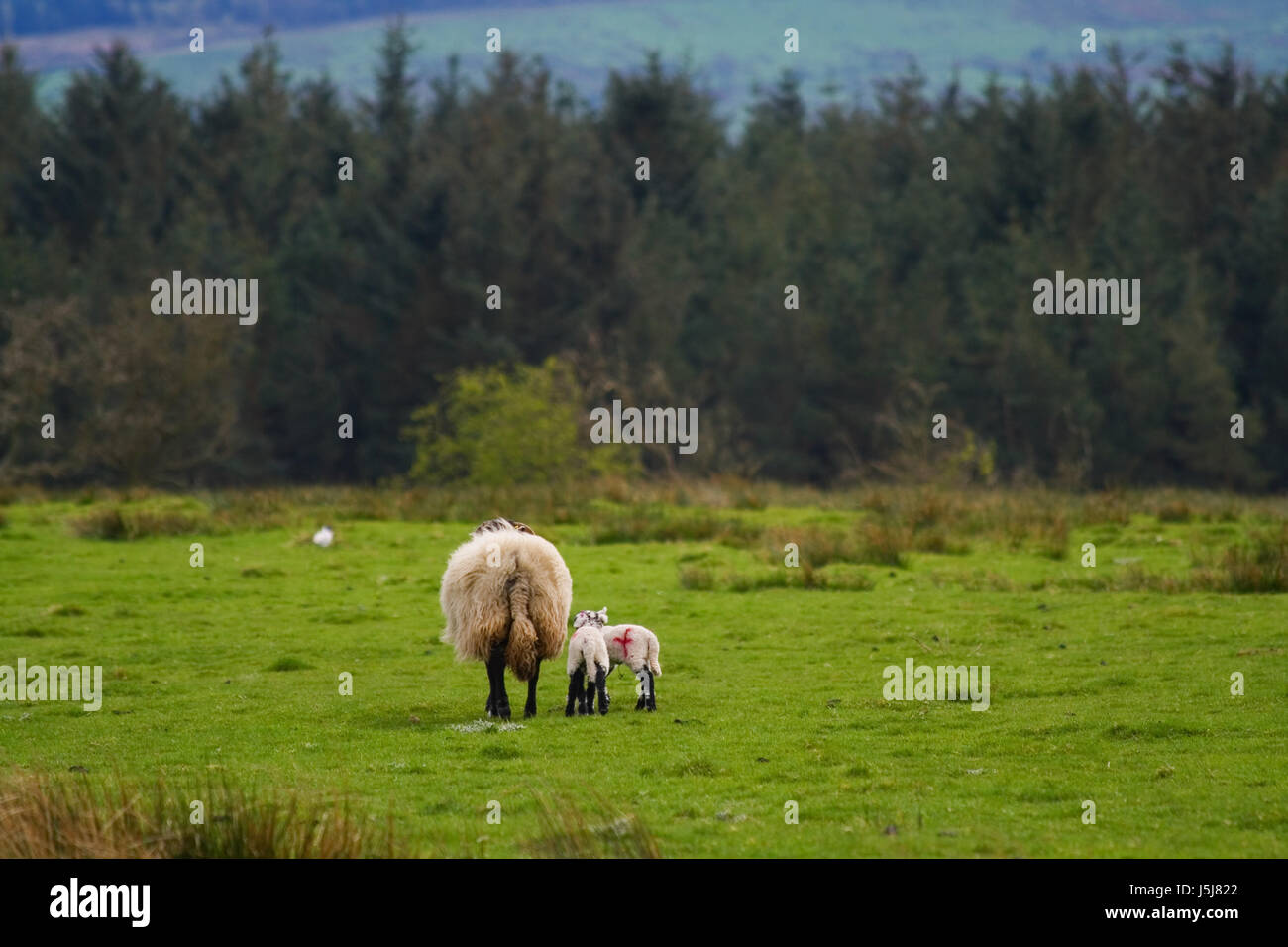 a beautiful back Stock Photo - Alamy