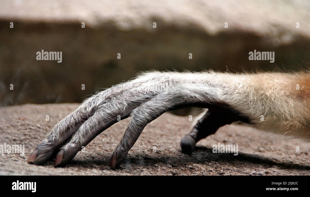 hand finger mammal monkey hairs haired grasp rise climb climbing ascend ...