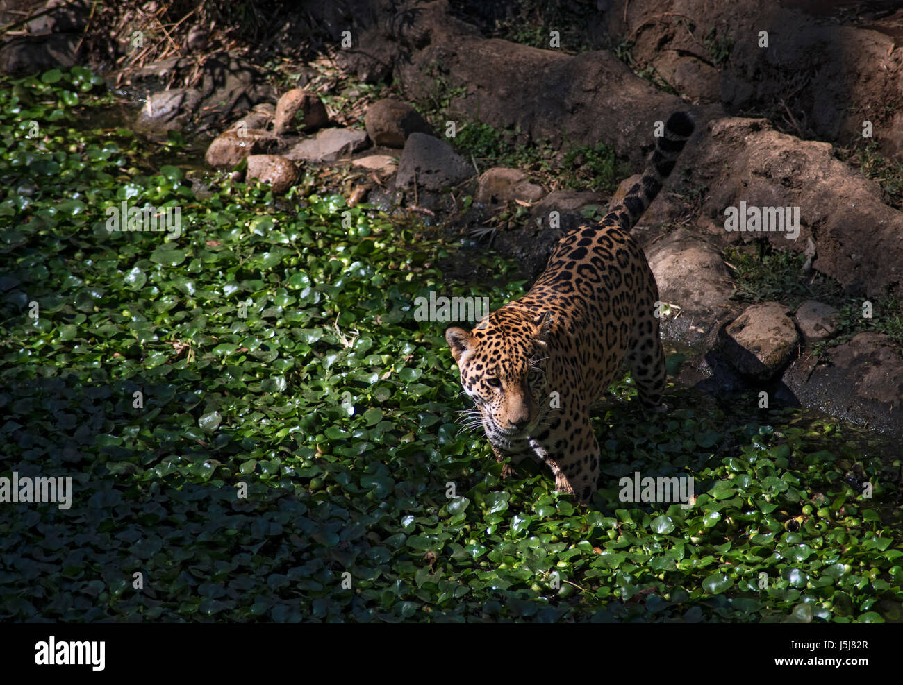 A jaguar in Guatemala City's zoo Stock Photo - Alamy