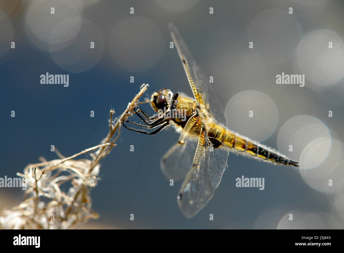legs macro close-up macro admission close up view insect face wing ...