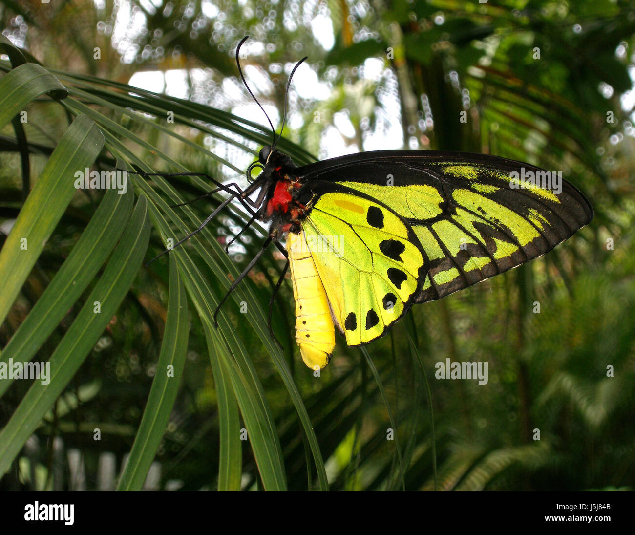 butterfly moth legs leaf insect asia butterfly face wing singapore moth ...