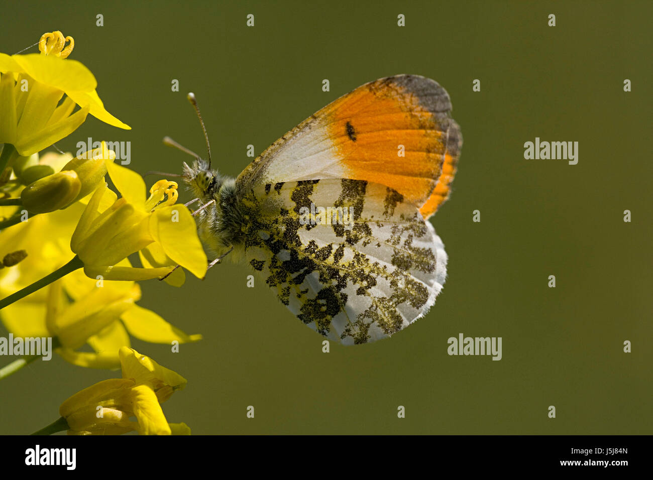 male orange tip Stock Photo - Alamy