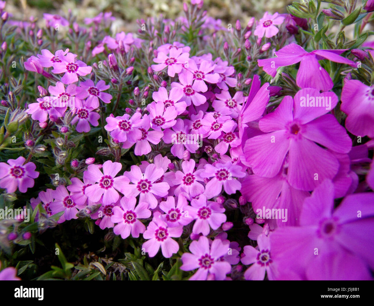 garden flower plant bloom blossom flourish flourishing spring carpet ...