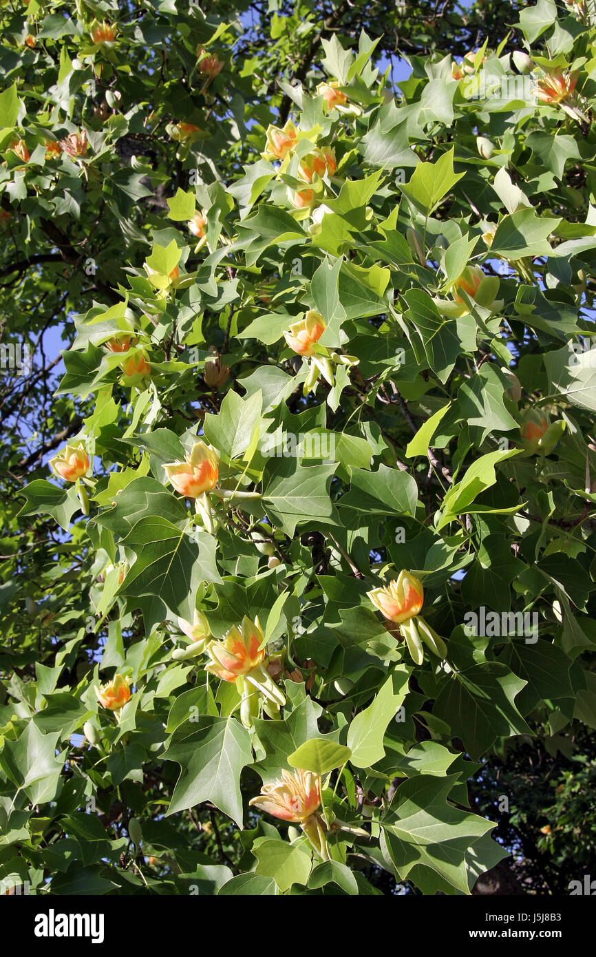 Sheet of the american tulip tree liriodendron tulipifera hi-res stock ...