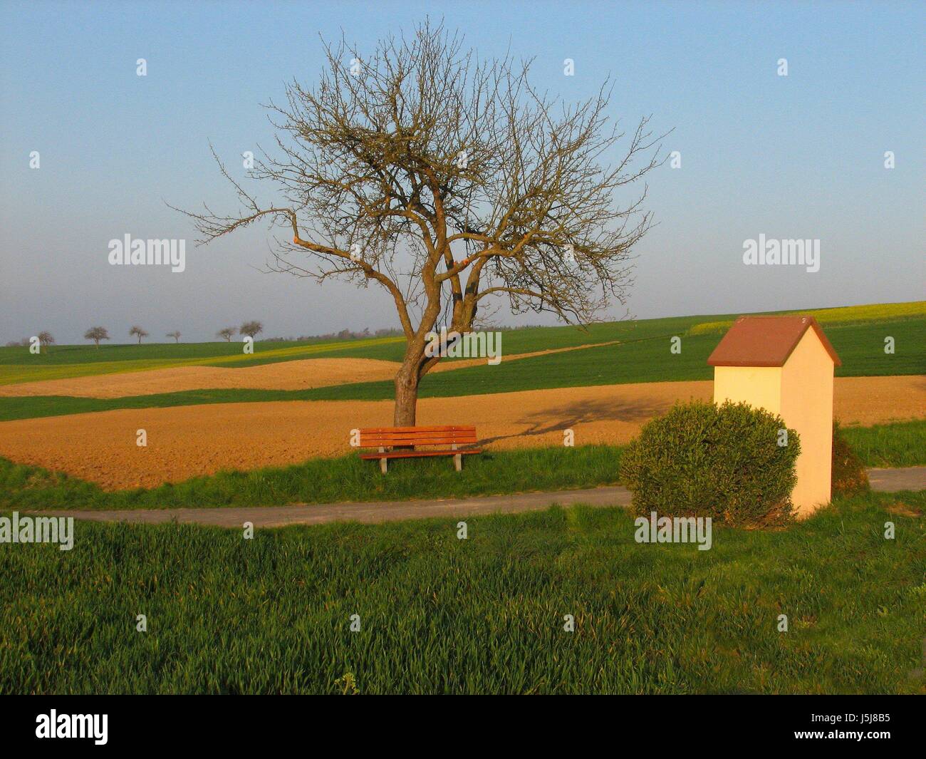 shine shines bright lucent light serene luminous tree trees fields ...