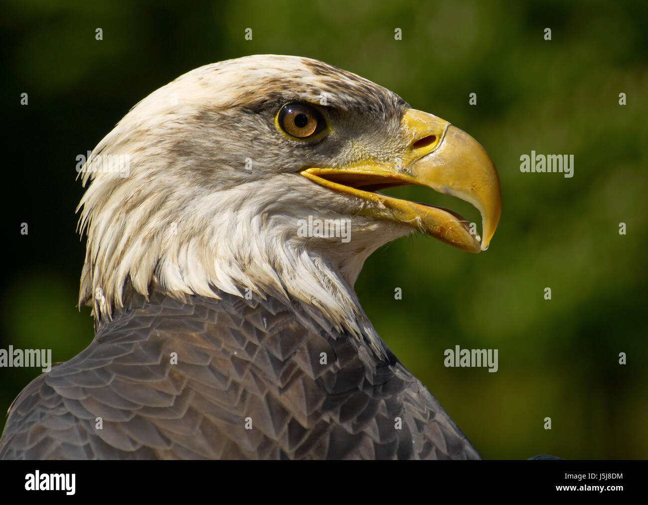 profile bird birds raptor usa eagle falconry north america bald eagles ...
