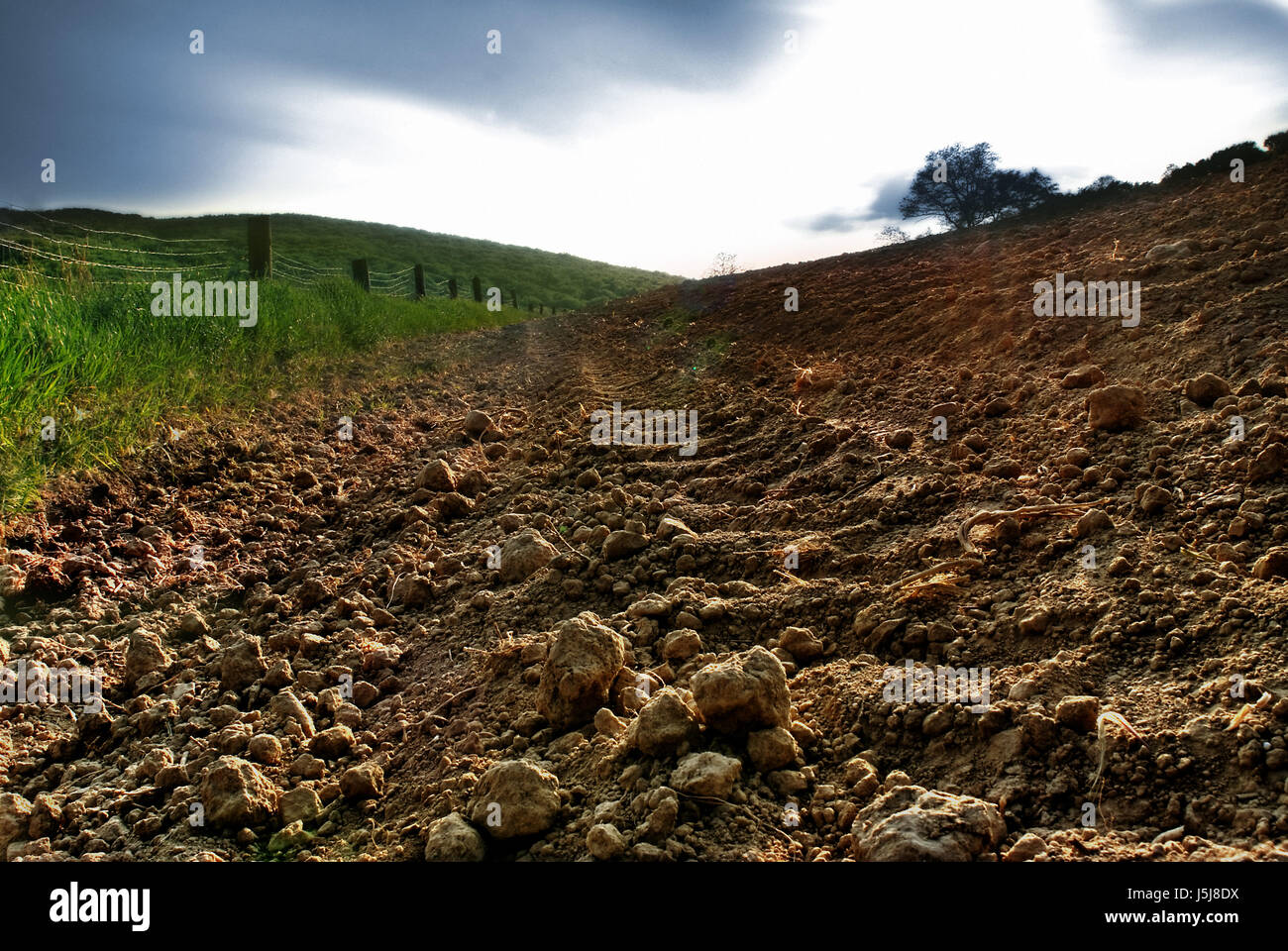 tree trees plant ground soil earth humus agriculture farming field ...