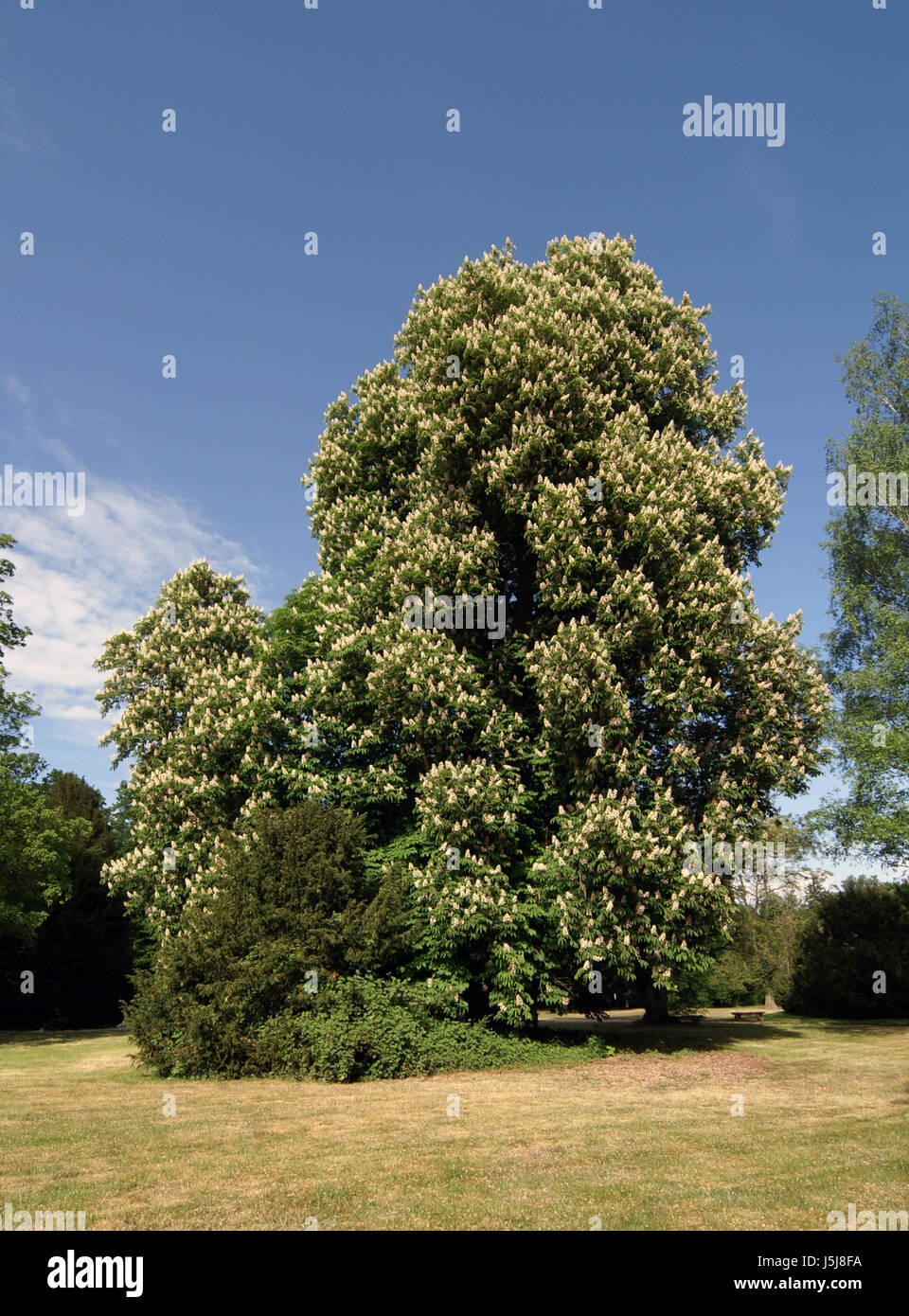 environment enviroment tree park bloom blossom flourish flourishing ...