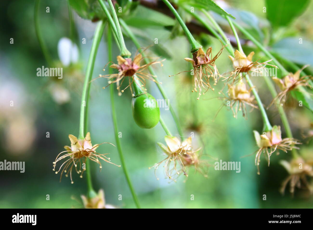 the first cherry Stock Photo - Alamy
