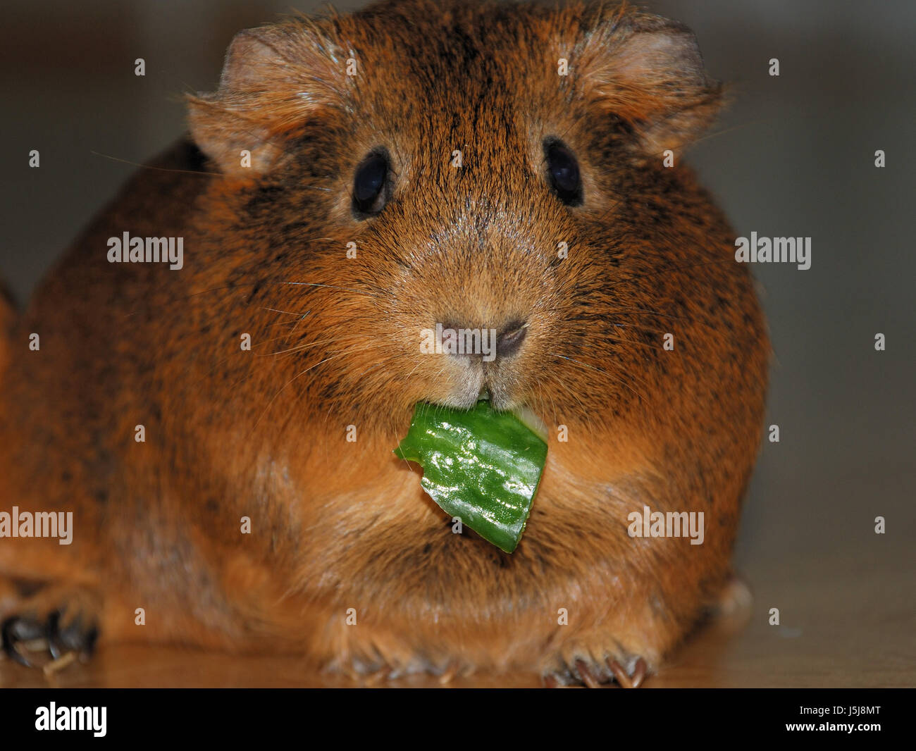 pet brown brownish brunette pets eyes rodent ears skin nose beard ...