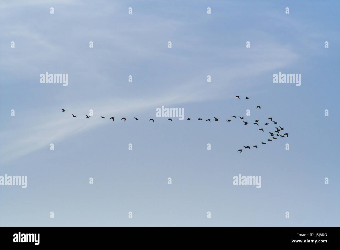 bird flight in the form of an arrow Stock Photo - Alamy