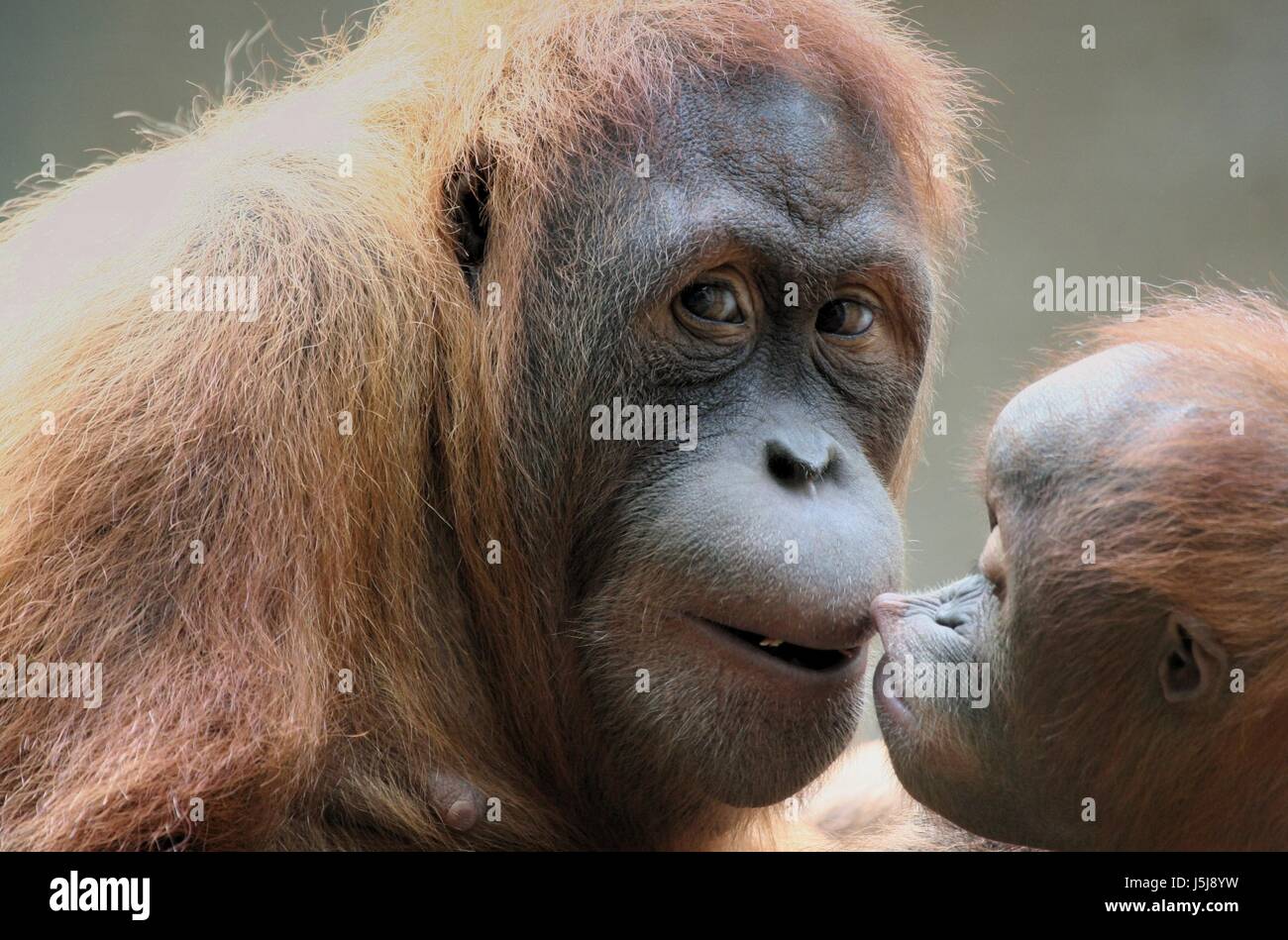 face monkey eyes look glancing see view looking peeking looking at apes ...