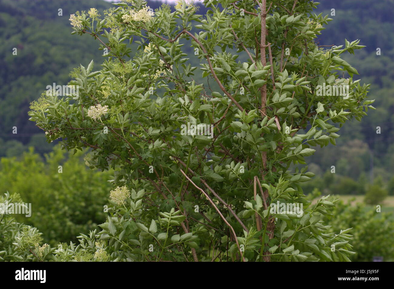 leaf tree trees green leaves bushes shrub blow wind force windy contort ...