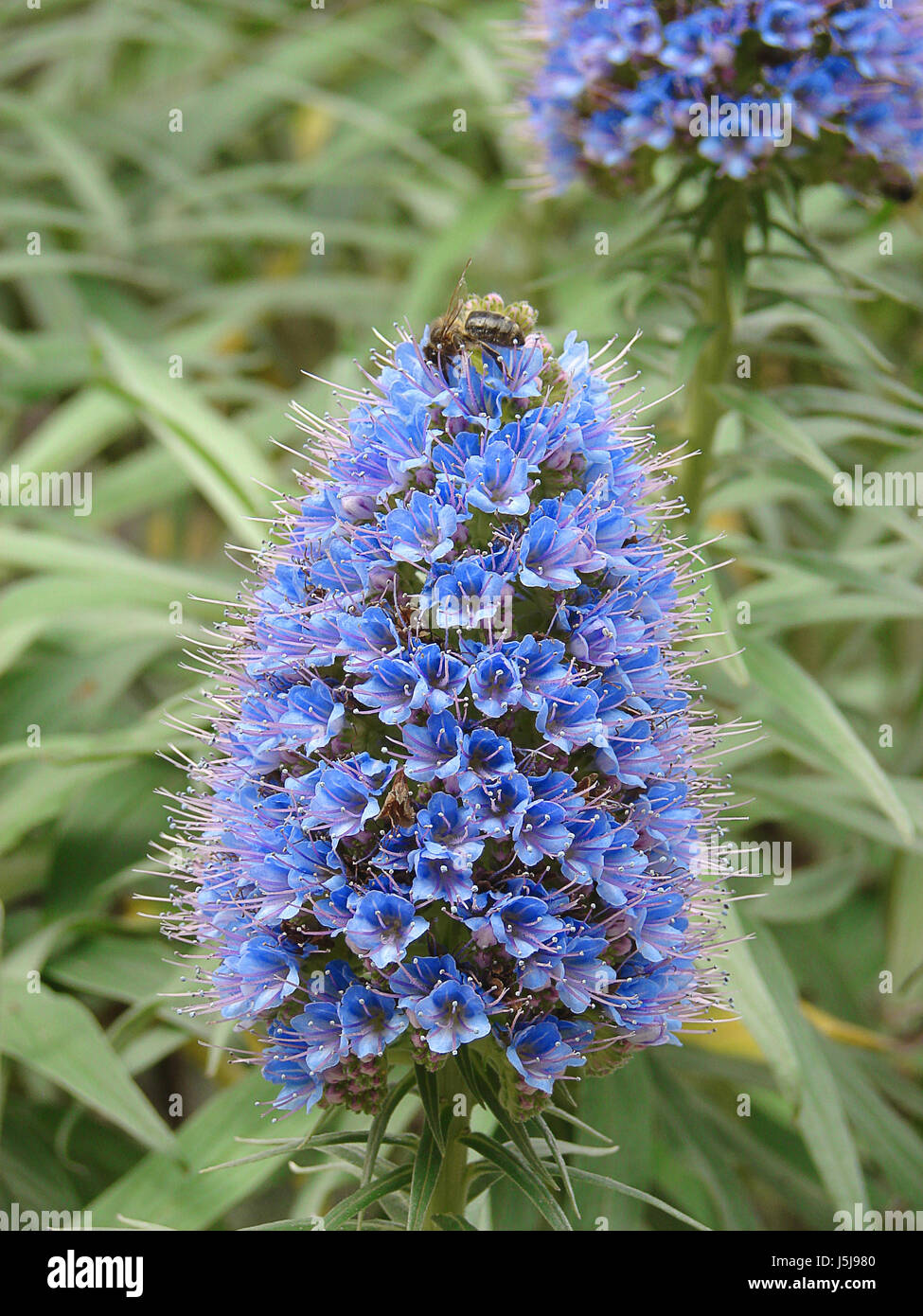 blue insect flower plant green mallorca flora blossoms purple bleed ...