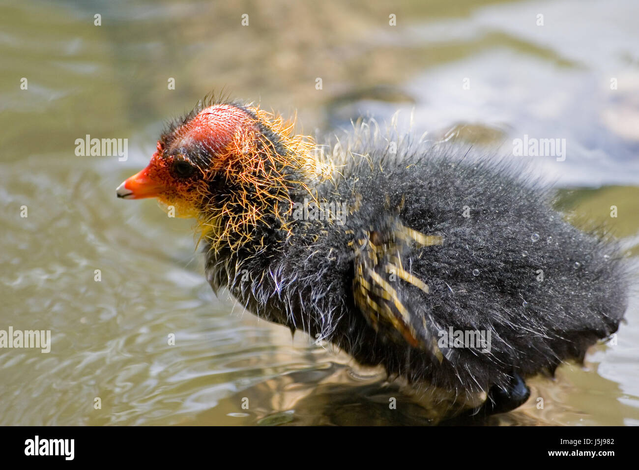 waters bird birds creature feathering chick fresh water lake inland ...