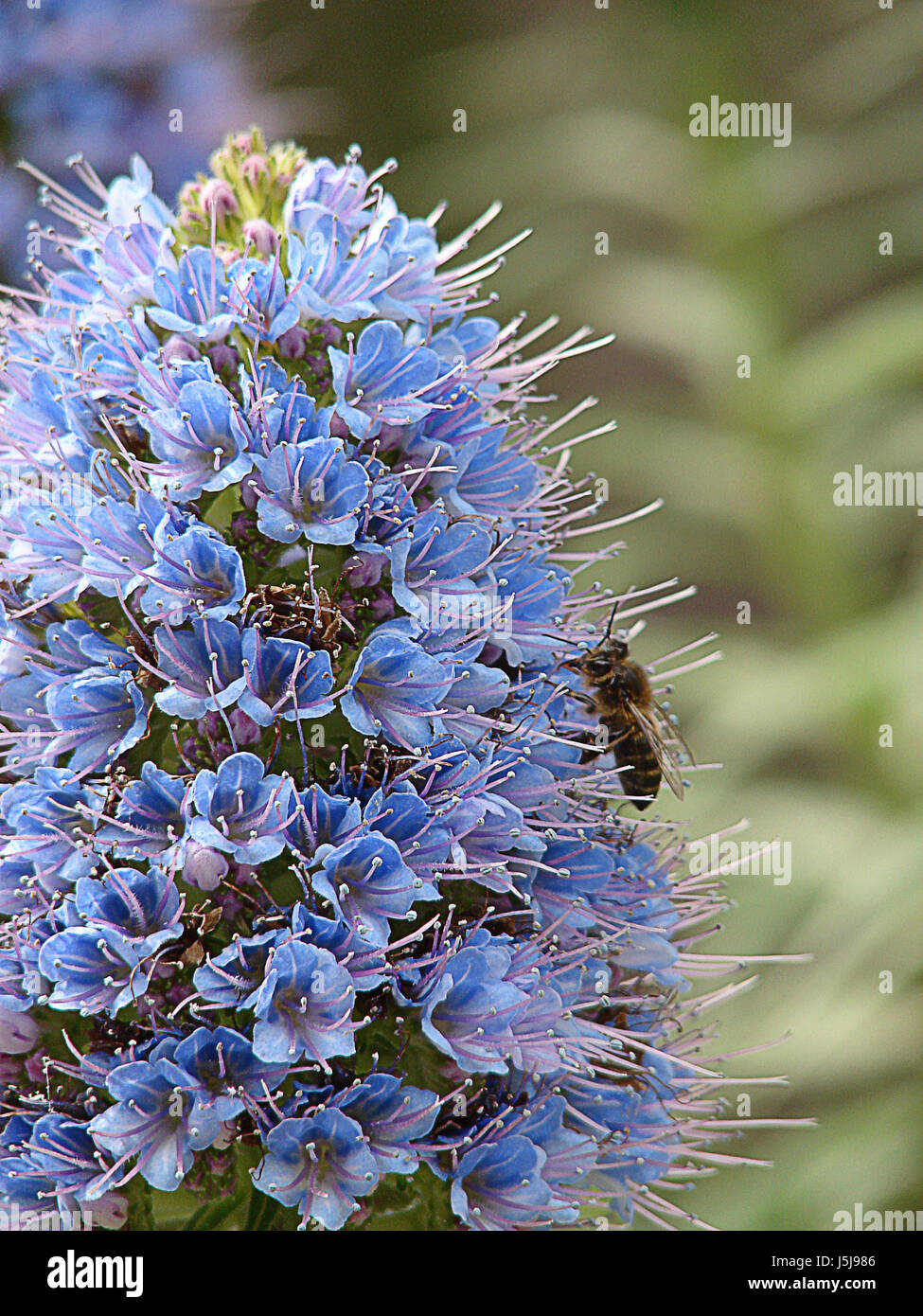 blue insect flower plant green flora blossoms purple bleed nature bee ...