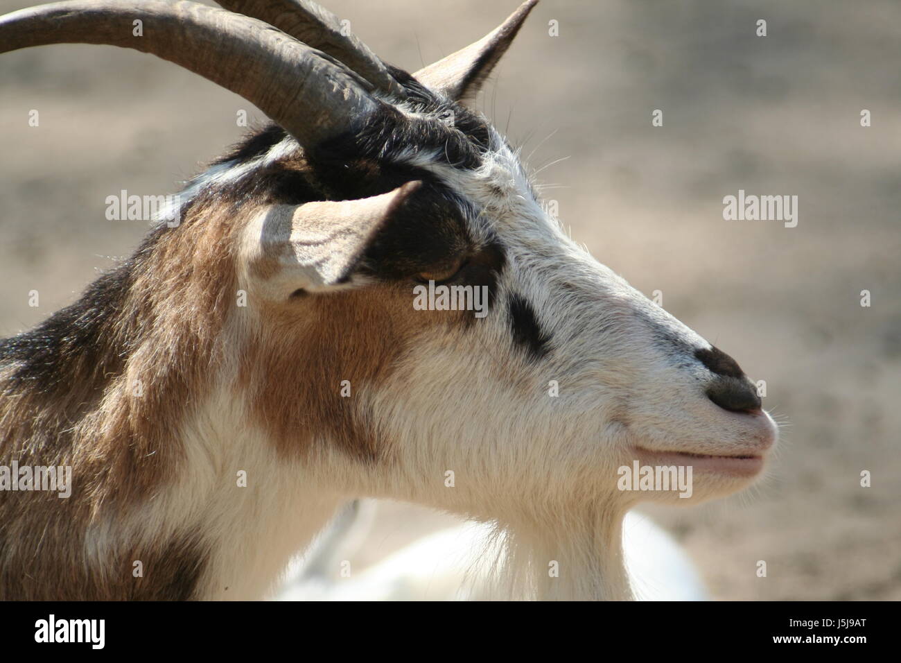 Coloured goat hi-res stock photography and images - Alamy