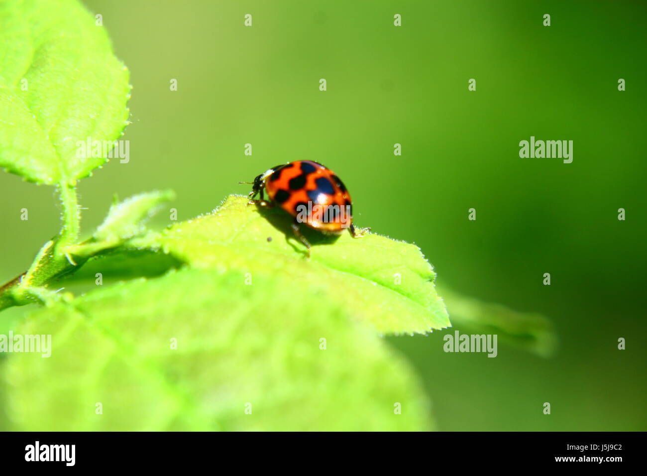 Fortuna verde hi-res stock photography and images - Alamy