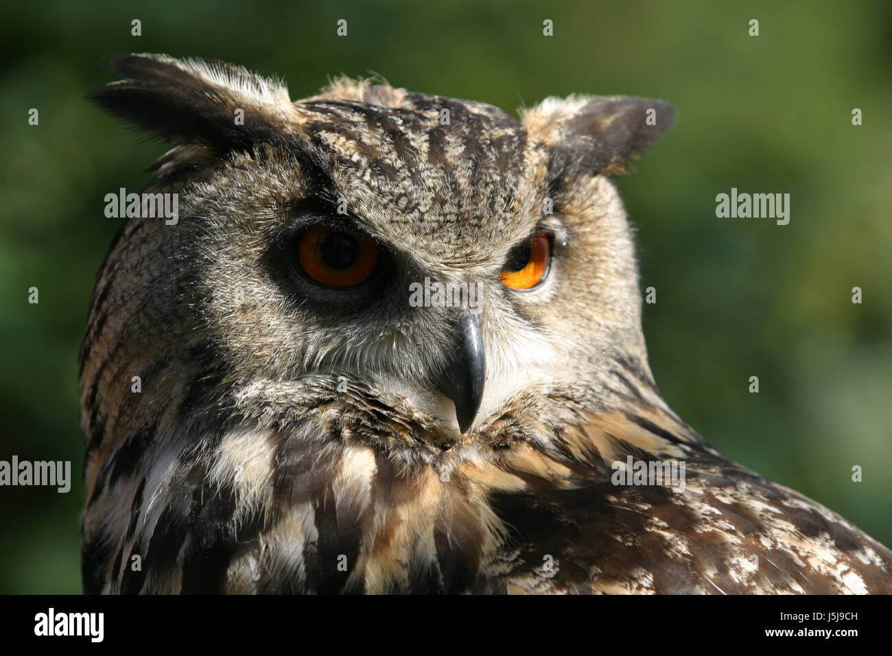Owl organ hi-res stock photography and images - Alamy