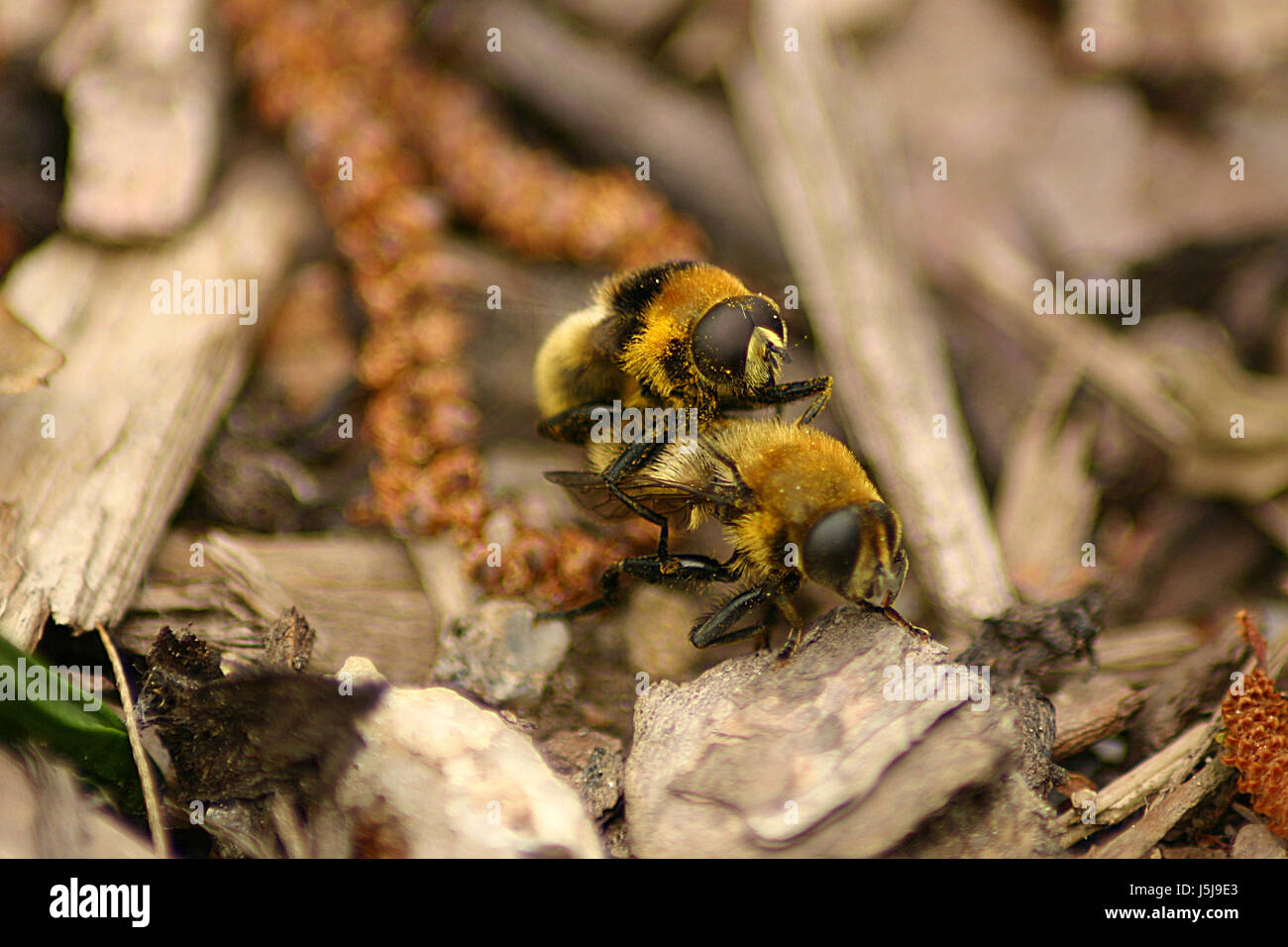 insect insects bees production propagation increase mating mate bee ...