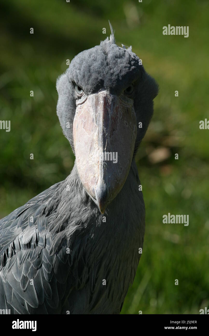 bird green eye organ birds beak bad peccant wickedly evil beaks feather ...
