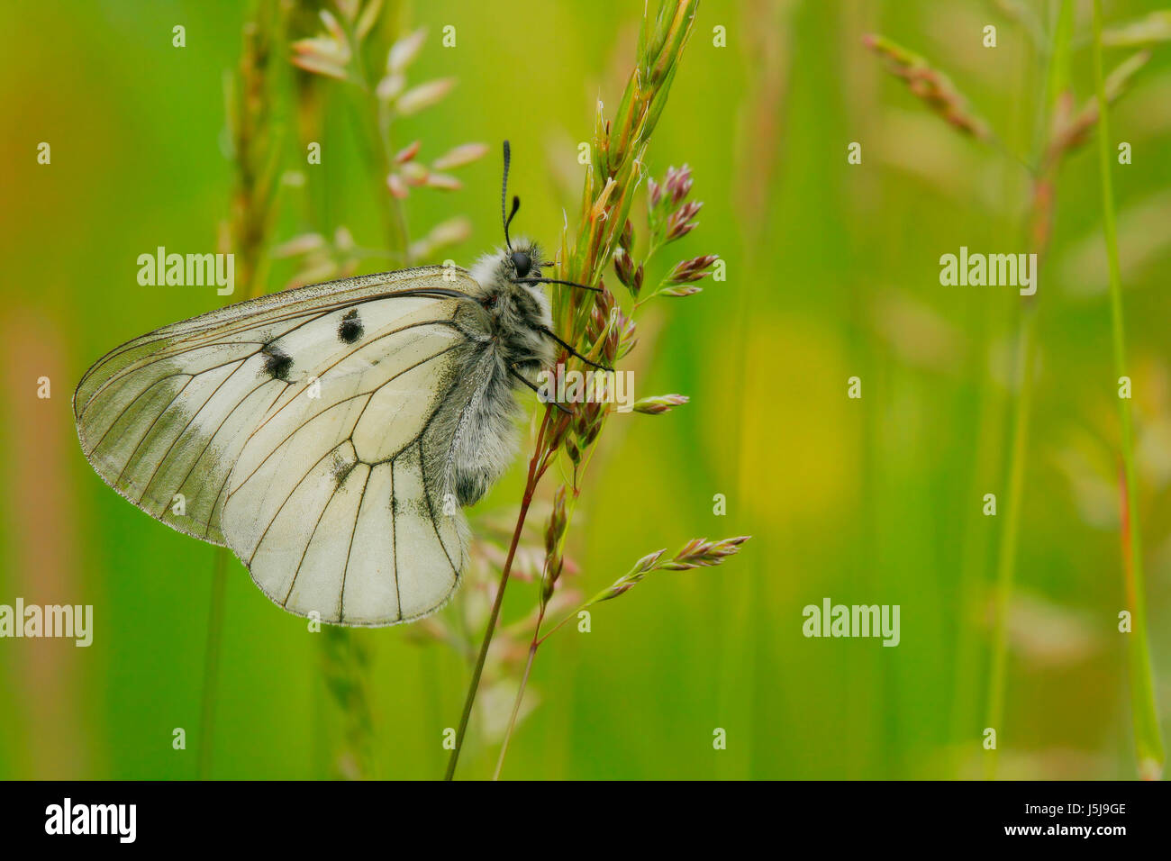 insect insects green butterfly black swarthy jetblack deep black wing ...