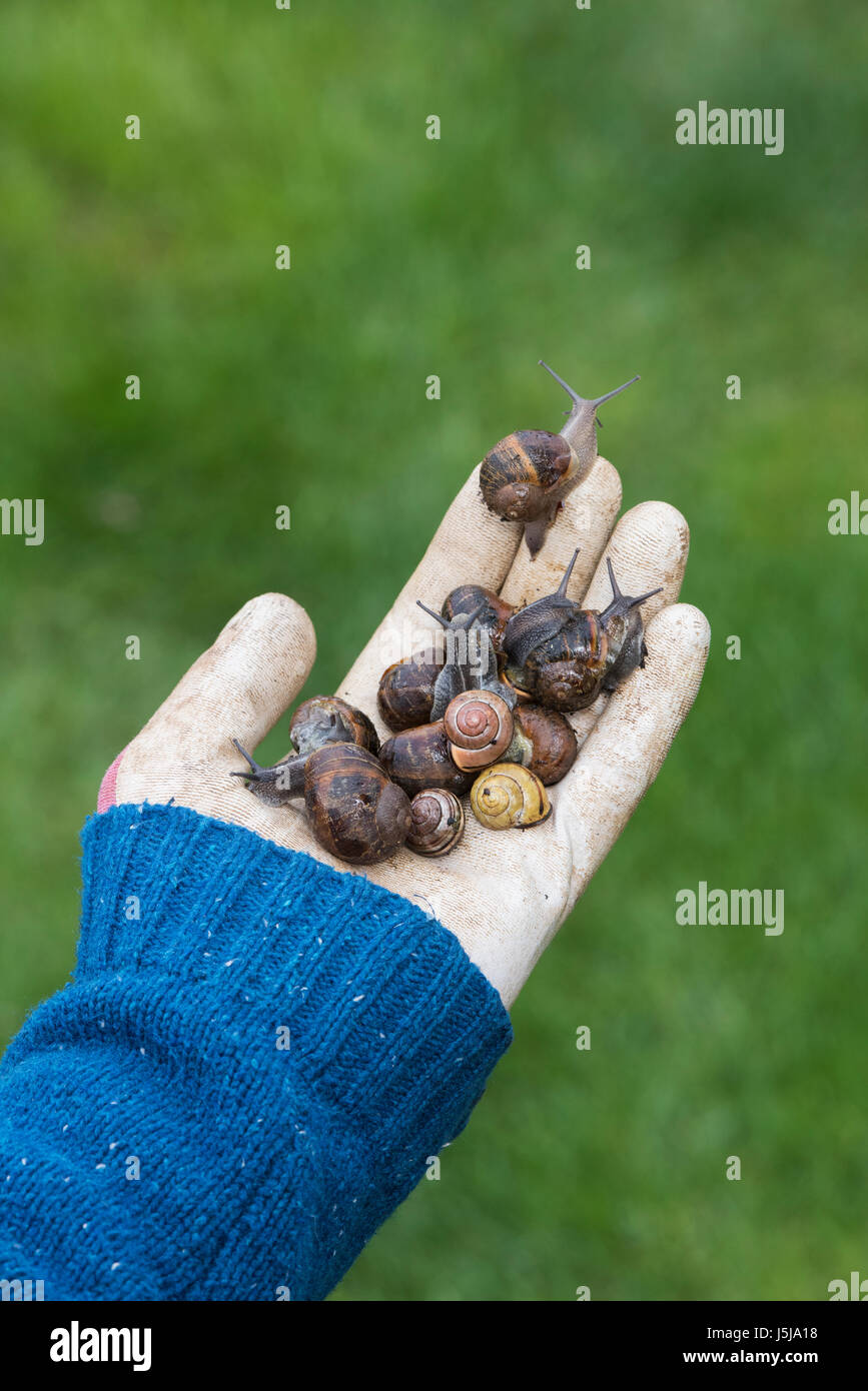 Cornu aspersum. Garden snails in a gardeners hand. UK Stock Photo - Alamy
