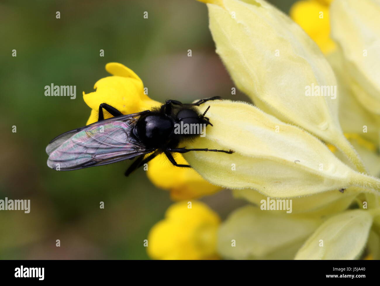 St Mark's Fly Stock Photo - Alamy