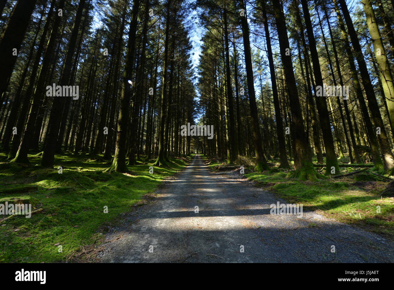 dinas dam forest Stock Photo - Alamy