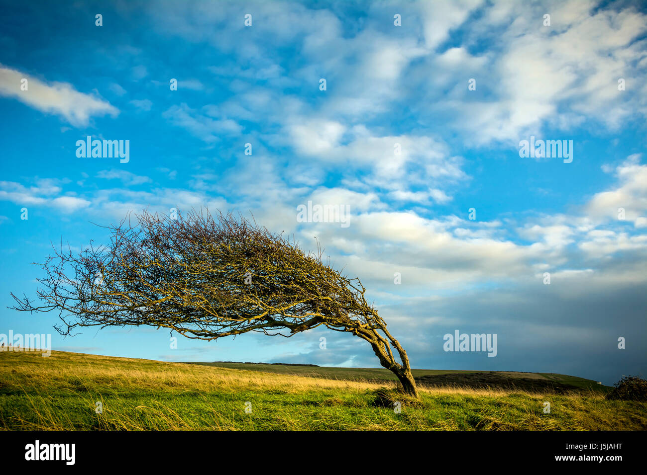 Windblown Stock Photos & Windblown Stock Images - Alamy