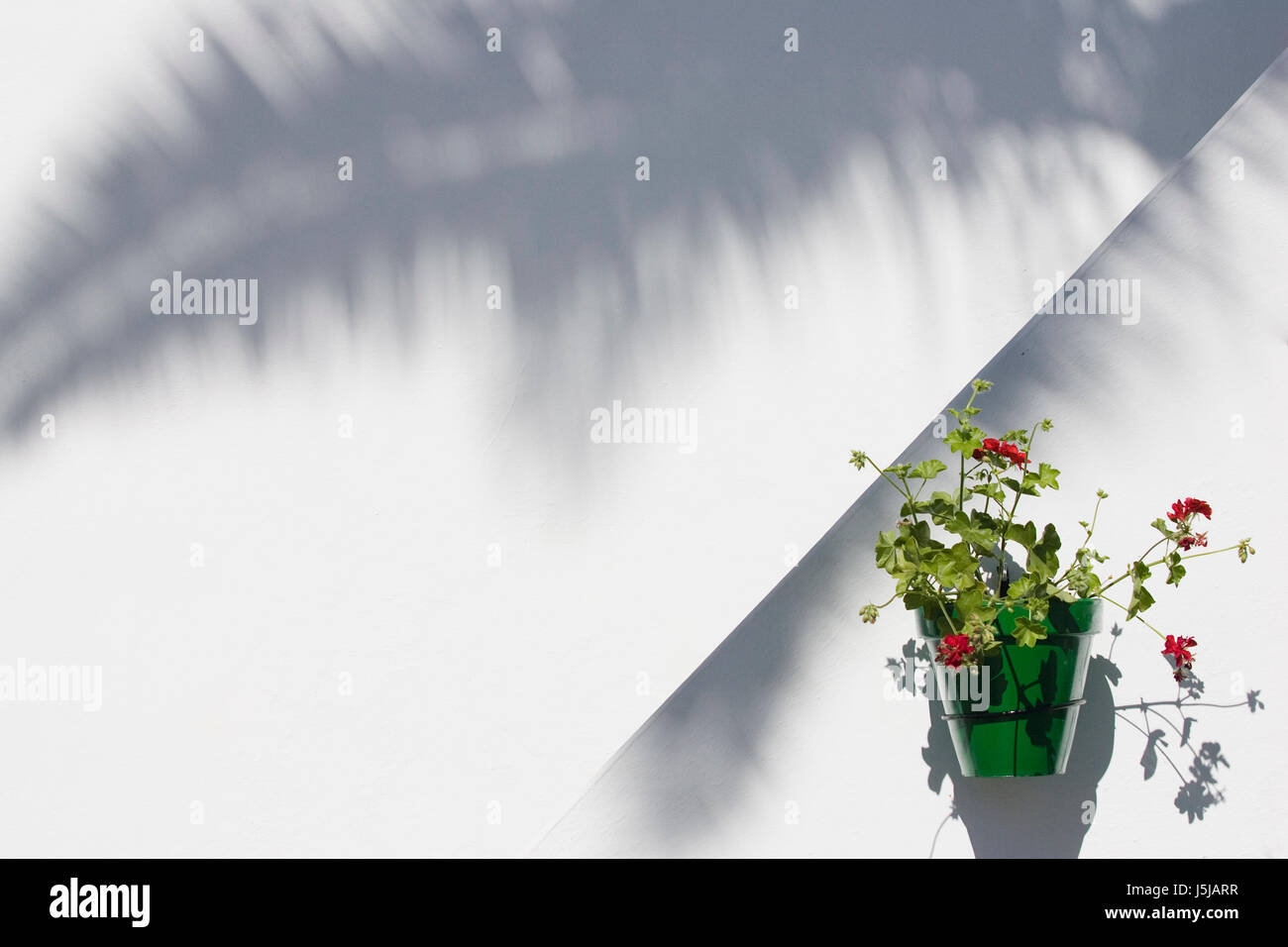 Flower pot on a whitewashed wall, Seville, Andalusia, Spain Stock Photo ...