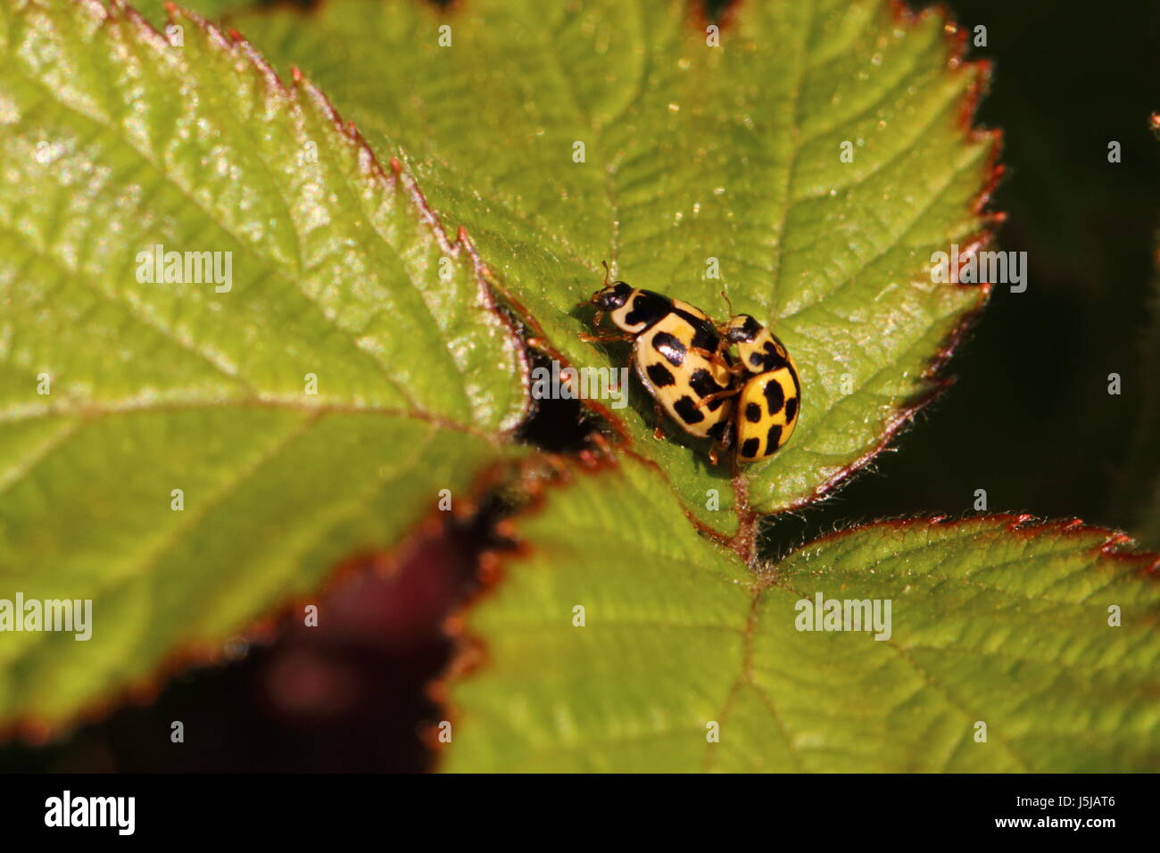 Mating 14-spot Ladybirds Stock Photo - Alamy