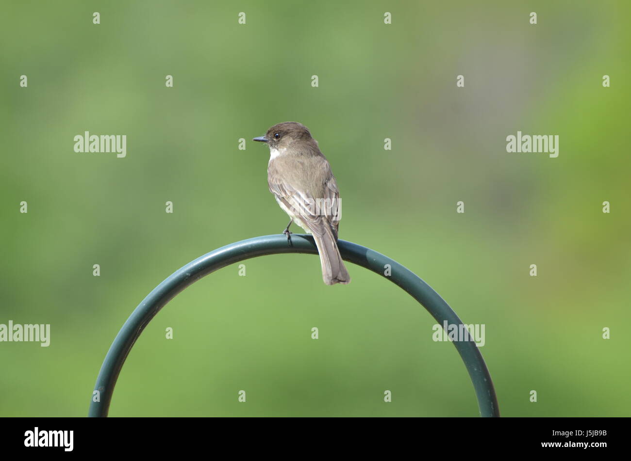 bird on perch looking left Stock Photo - Alamy