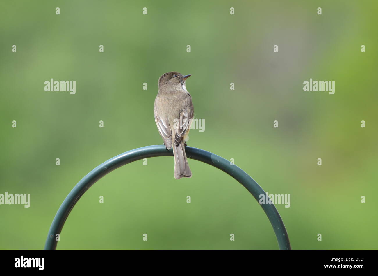 bird on perch looking right Stock Photo - Alamy