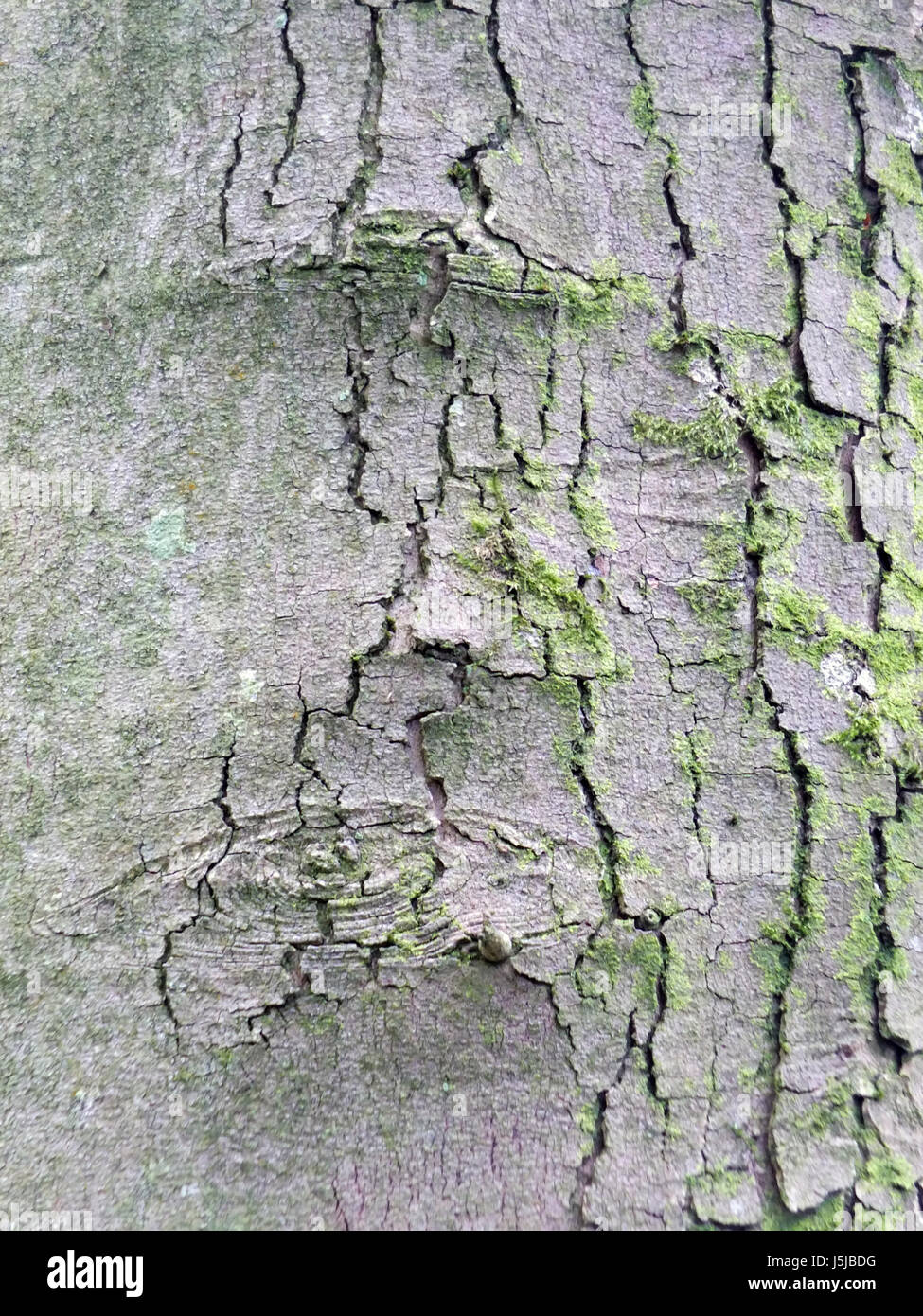 cracked tree bark with grey and green Stock Photo - Alamy