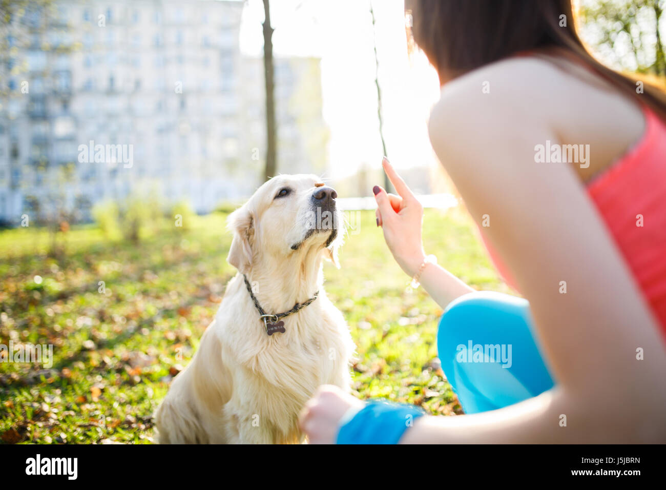 Girl training dog at park Stock Photo - Alamy