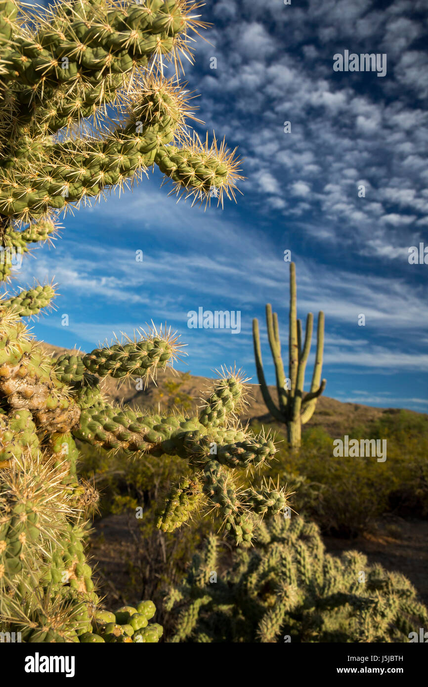 Cactus forest hi-res stock photography and images - Alamy