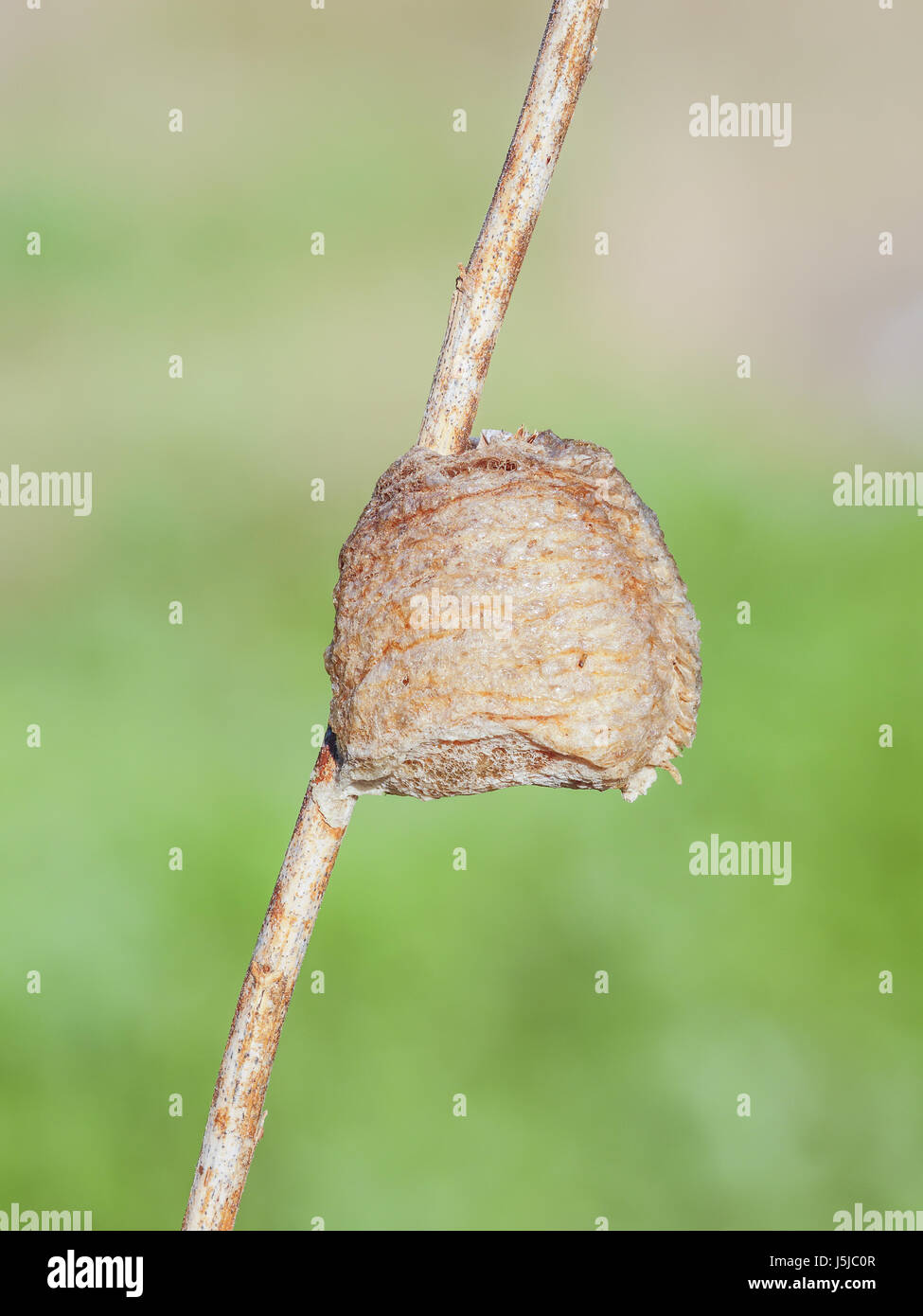 A Chinese Mantis (Tenodera sinensis sinensis) ootheca (egg mass ...