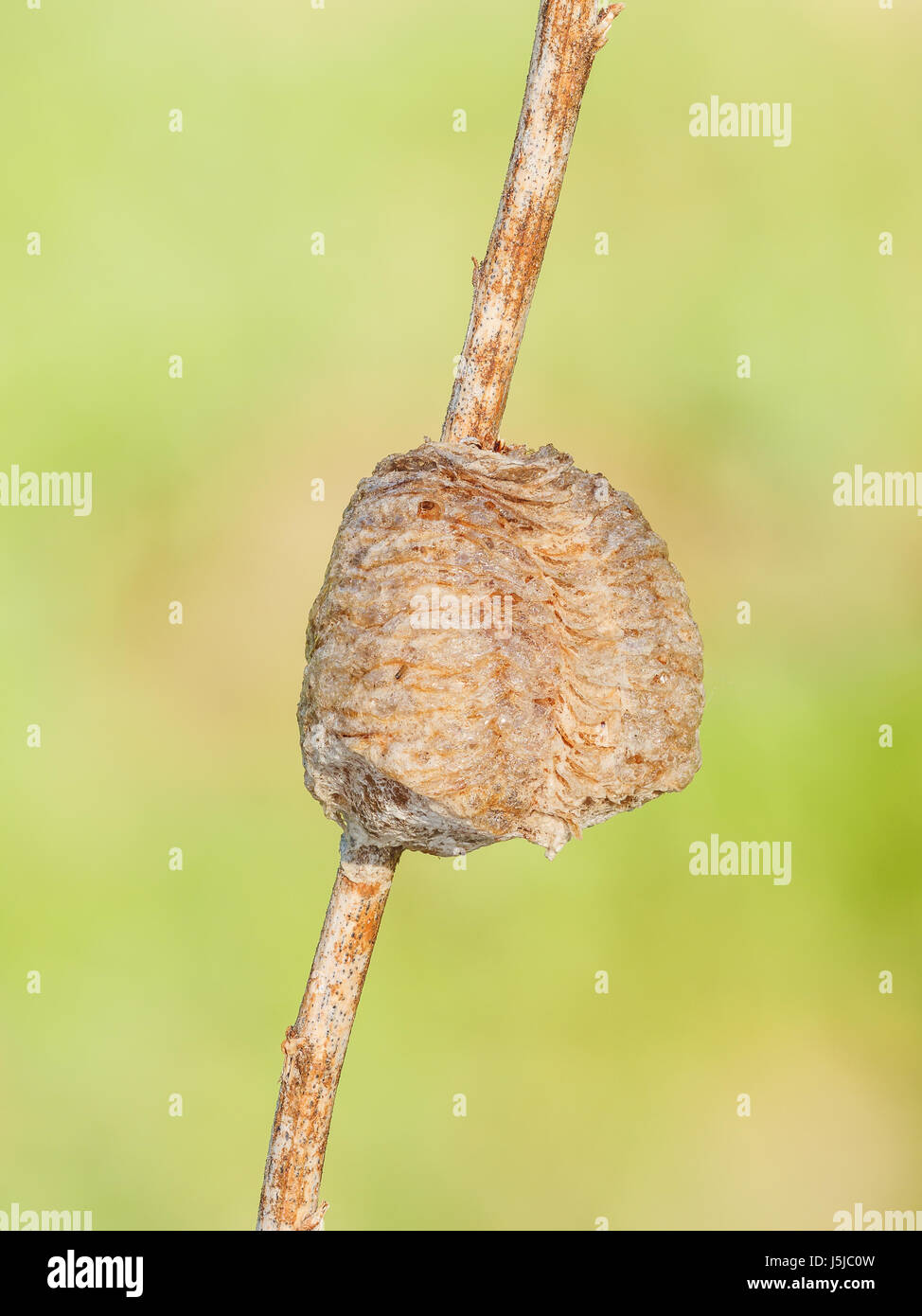 Praying mantis eggs hi-res stock photography and images - Alamy